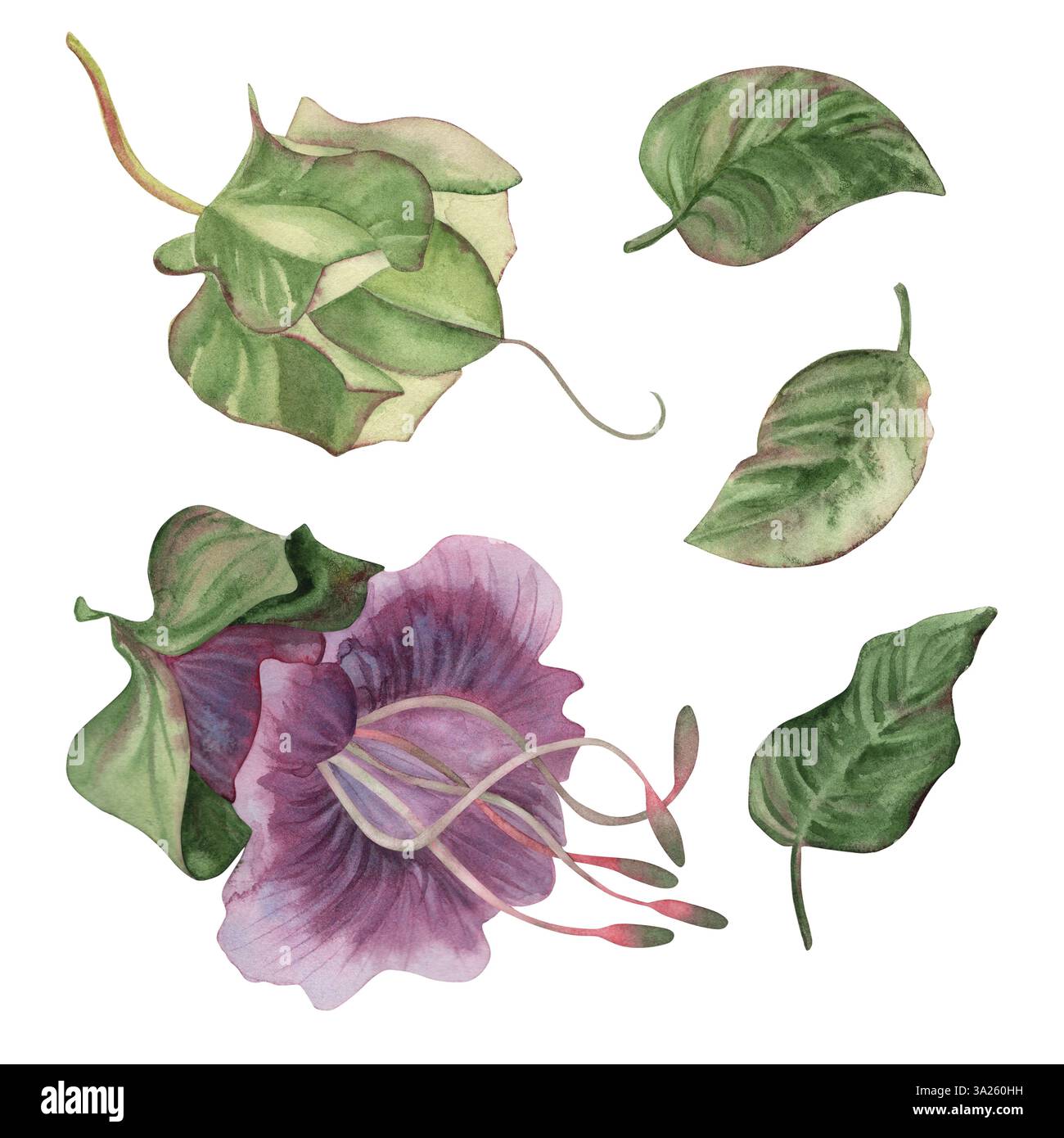 Bud, flower and leaves of the climbing plant cobaea in green, lilac ...