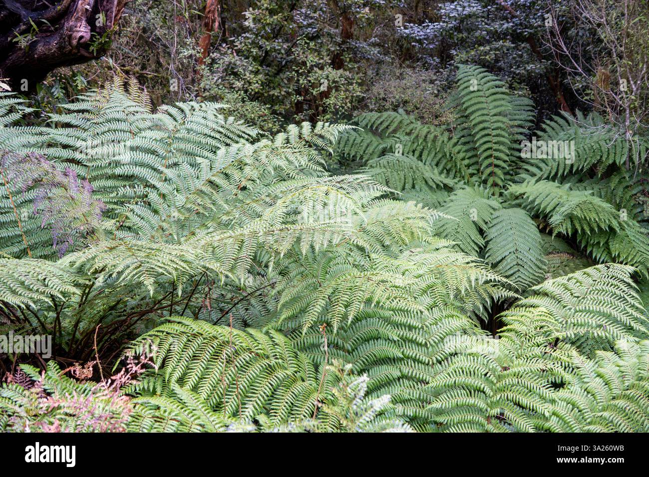 NZ forest trees, dominated by silver fern. Koropuku Falls, Catlins ...