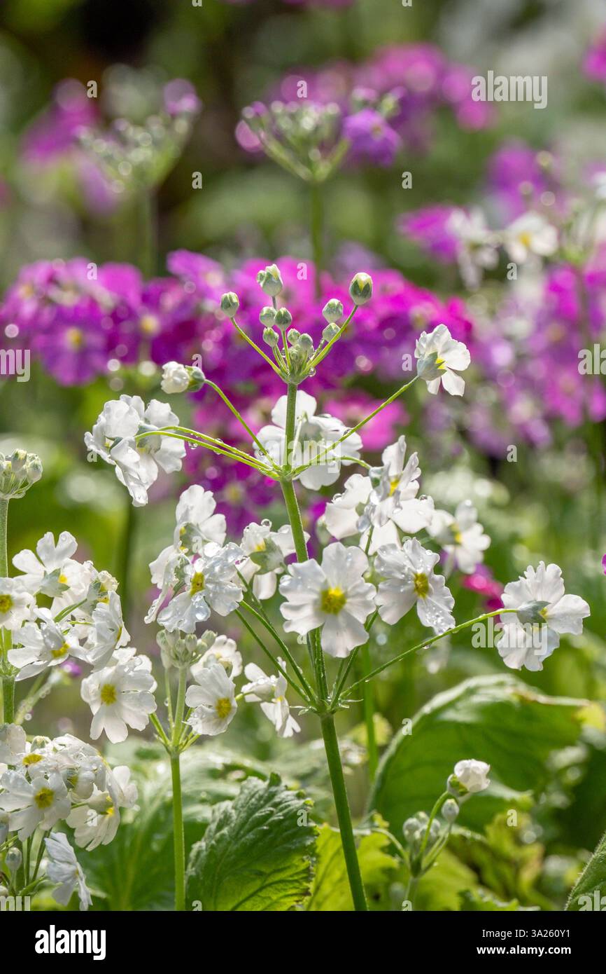 Flieder-Primel Primula malacoides im Gewächshaus der Kölner Flora ...