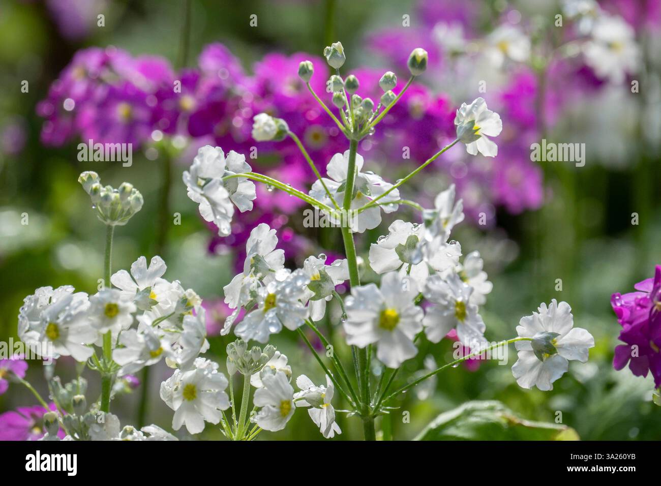 Flieder-Primel Primula malacoides im Gewächshaus der Kölner Flora ...