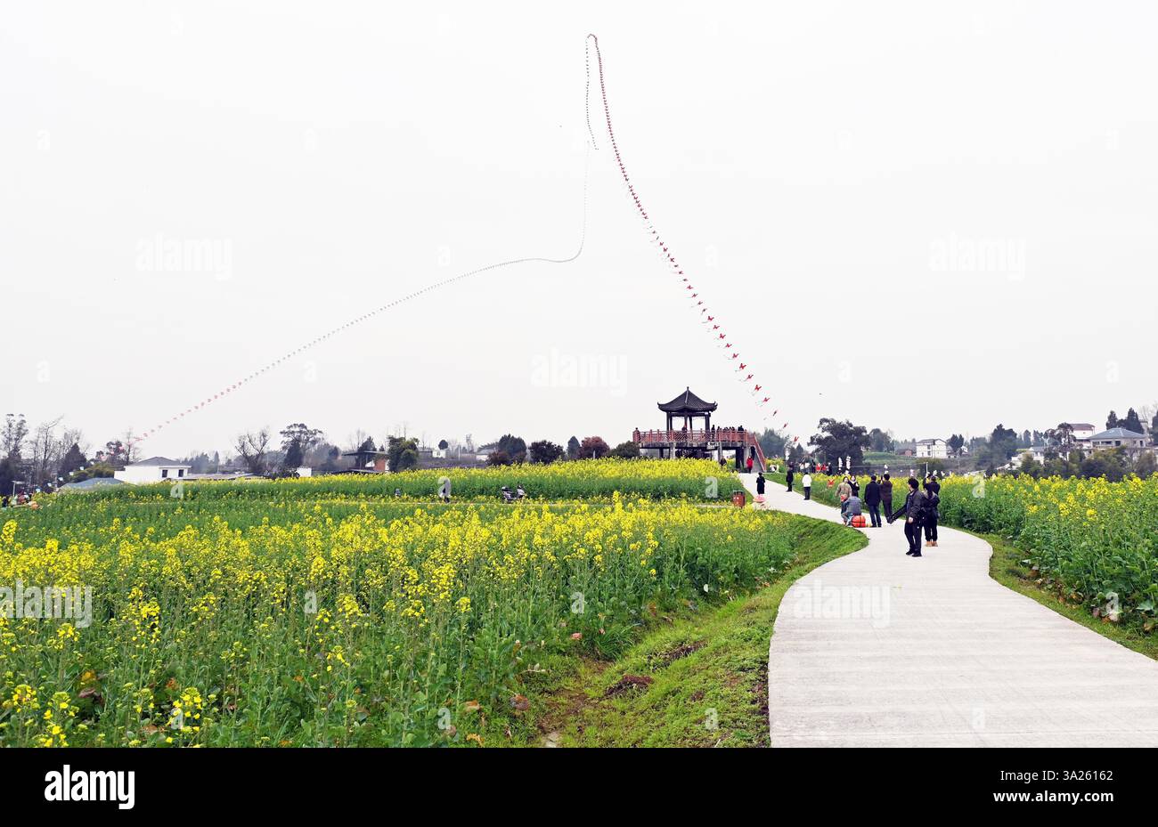 People admire cole flowers in Zhong County, Chonqging, China, 8 March ...