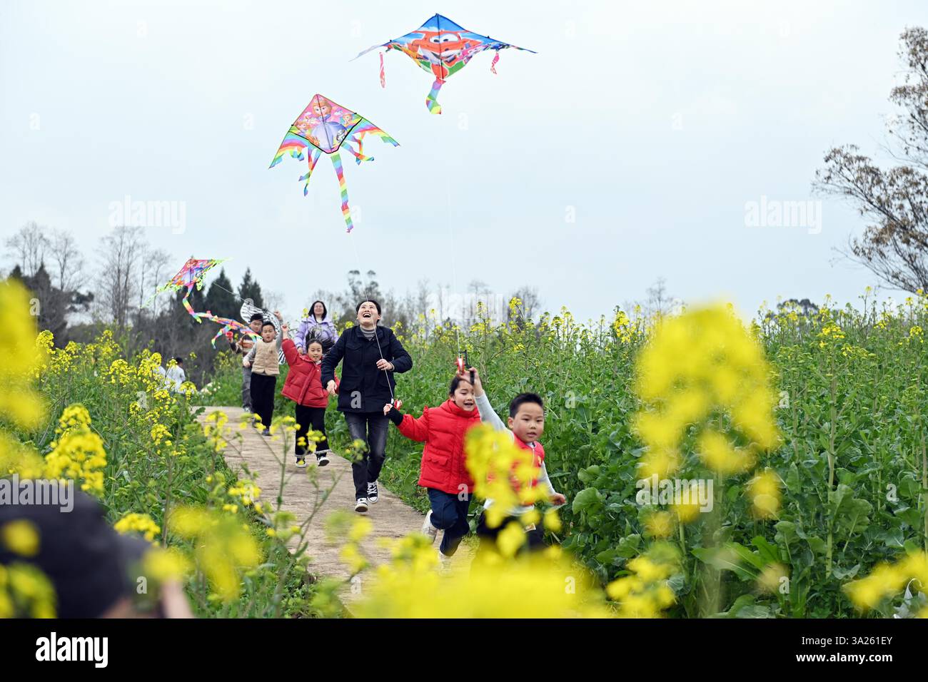People admire cole flowers in Zhong County, Chonqging, China, 8 March ...