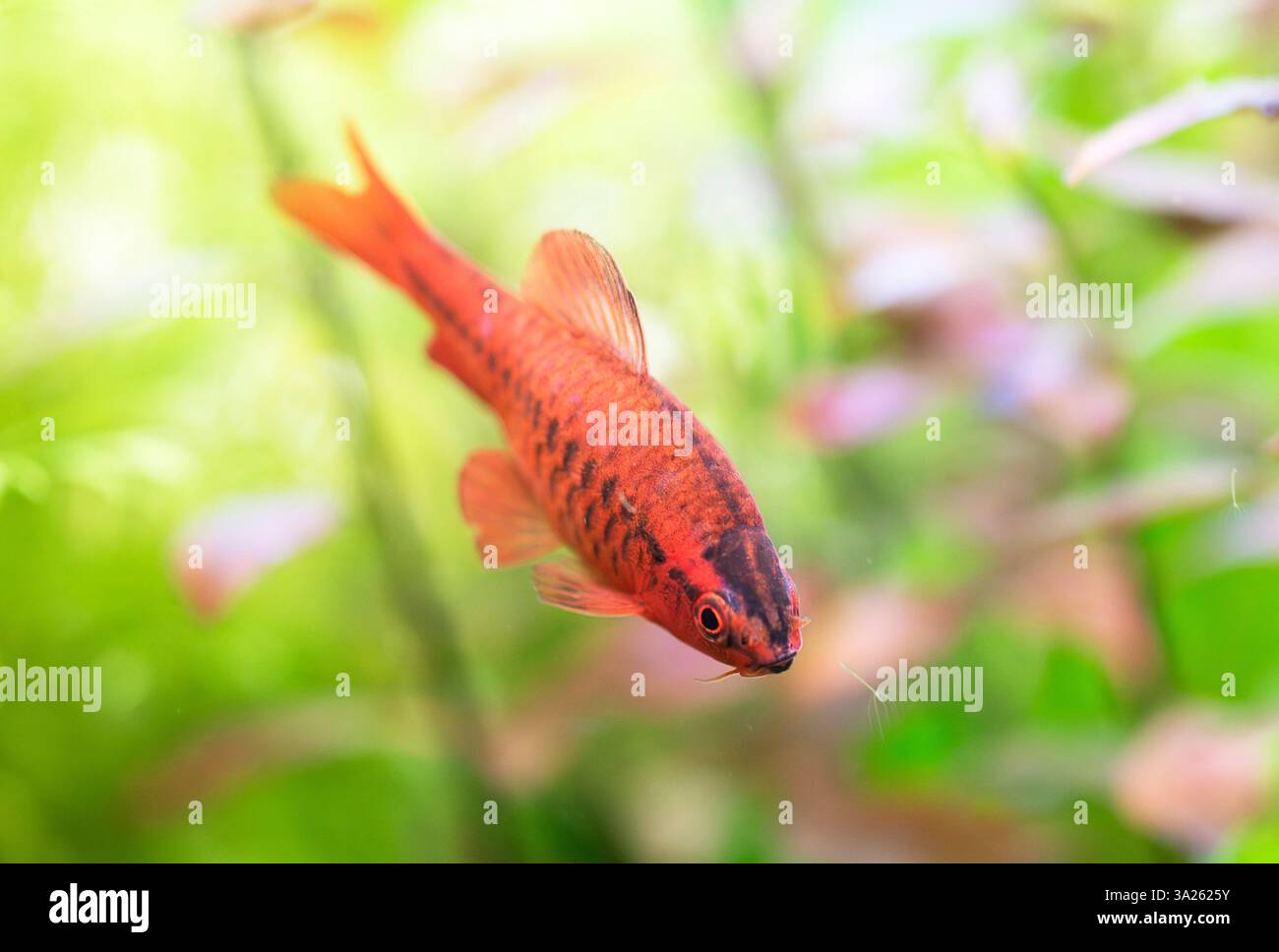 cherry barb in front of planted aquarium Stock Photo - Alamy
