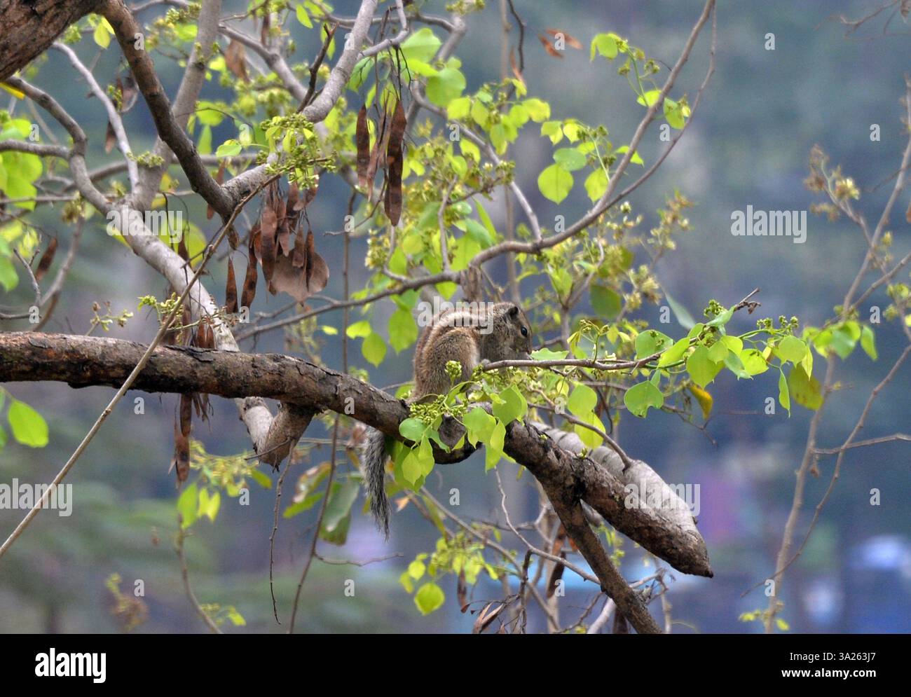 Siliguri, West Bengal, India. 12th Mar, 2025. A Squirrel eats flower ...