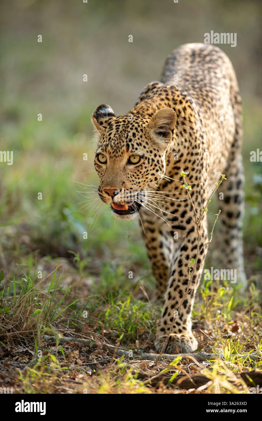 A portrait of a female leopard, Panthera pardus, golden light Stock ...