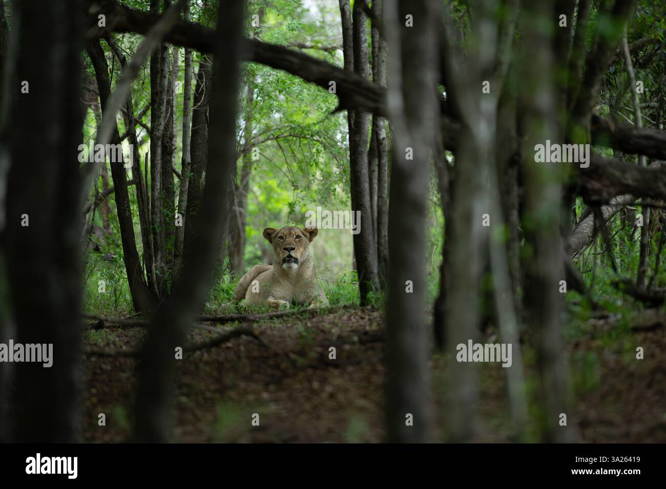 A lioness, Panthera leo, lying down amongst trees, direct gaze Stock ...