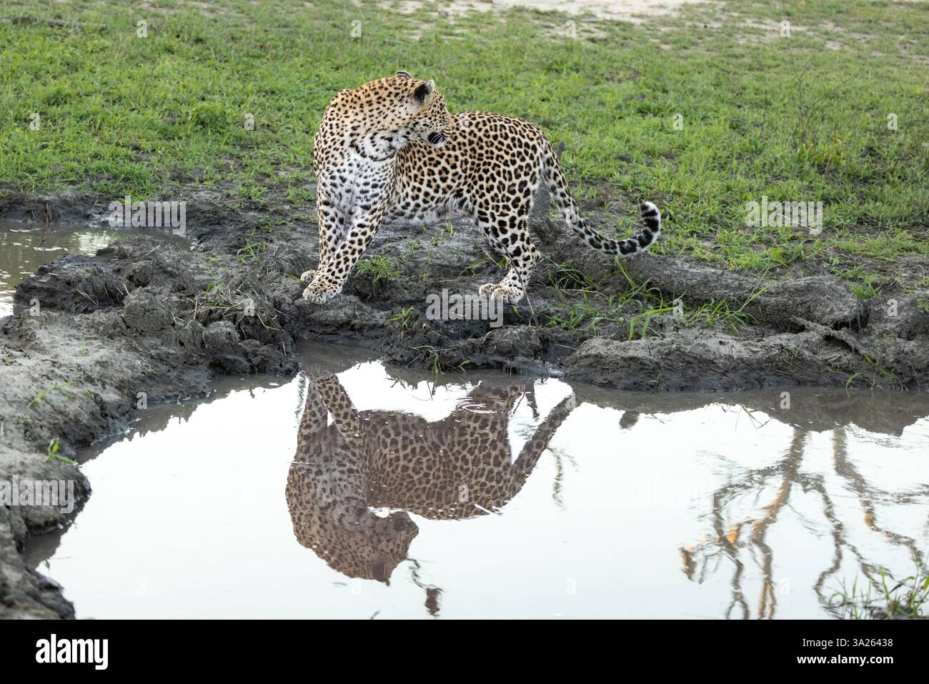 A leopard, Panthera pardus, standing next to water, reflection Stock ...