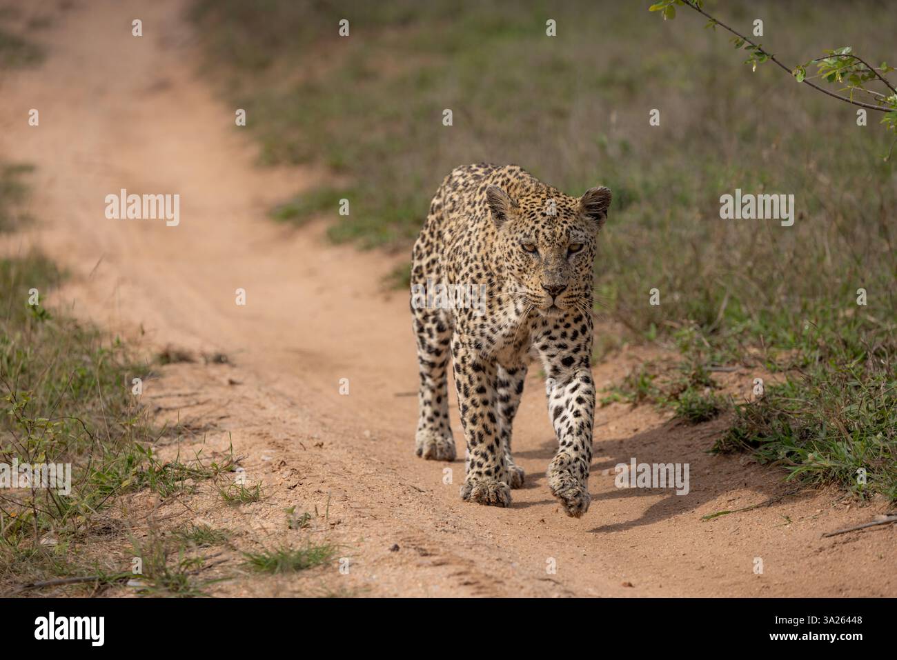 A female leopard, Panthera pardus, walking along a road Stock Photo - Alamy