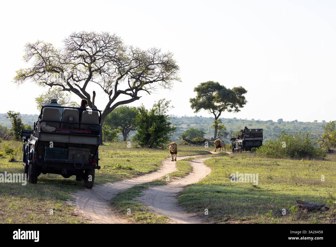 A male lion, Panthera leo, walking past a safari vehicle Stock Photo ...