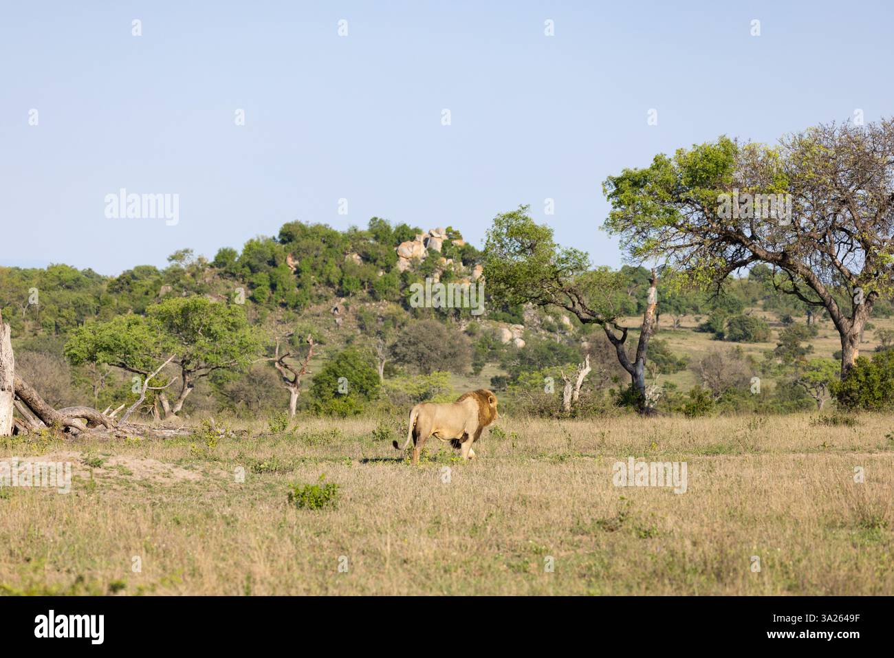 Male lions, Panthera leo, walking in a clearing, wide angle Stock Photo ...