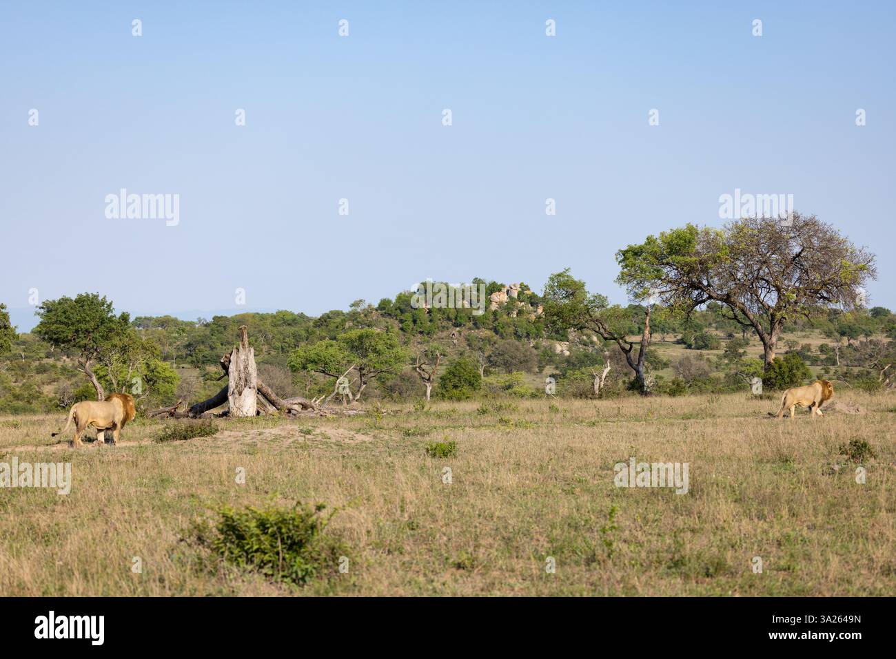Male lions, Panthera leo, walking in a clearing, wide angle Stock Photo ...