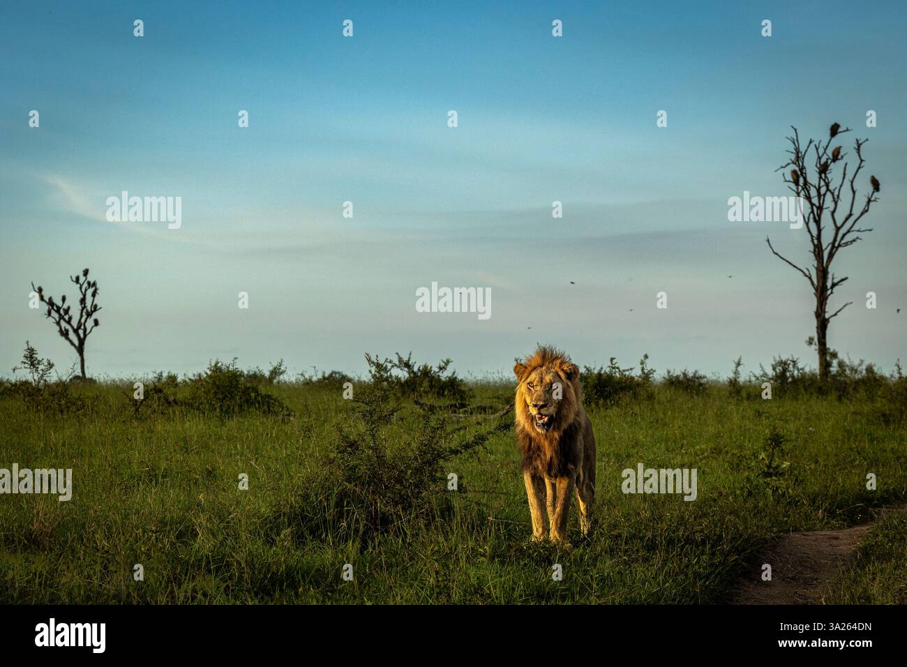 Front view of a male lion standing, Panthera leo Stock Photo - Alamy