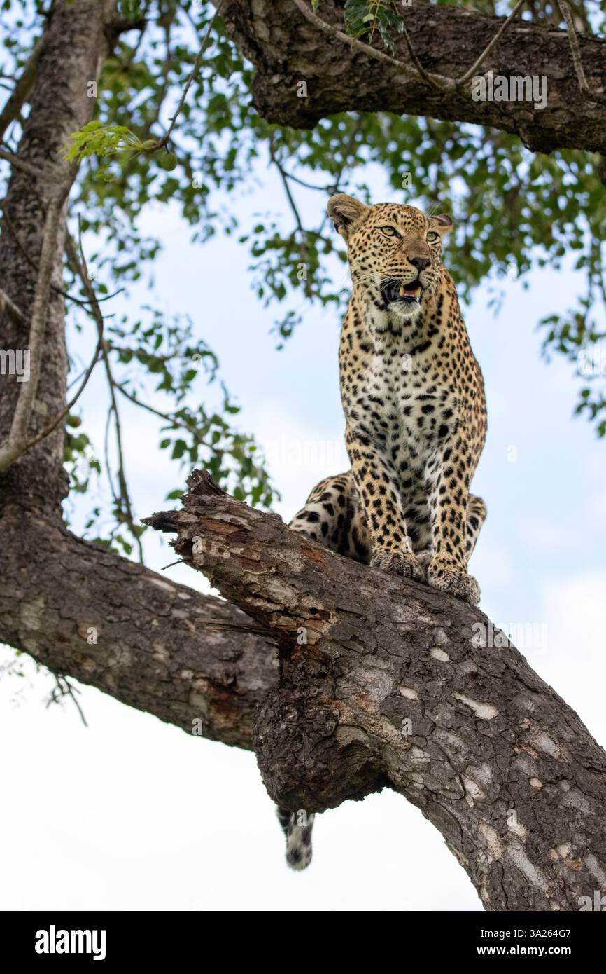 A female leopard, Panthera pardus, sitting in a tree Stock Photo - Alamy