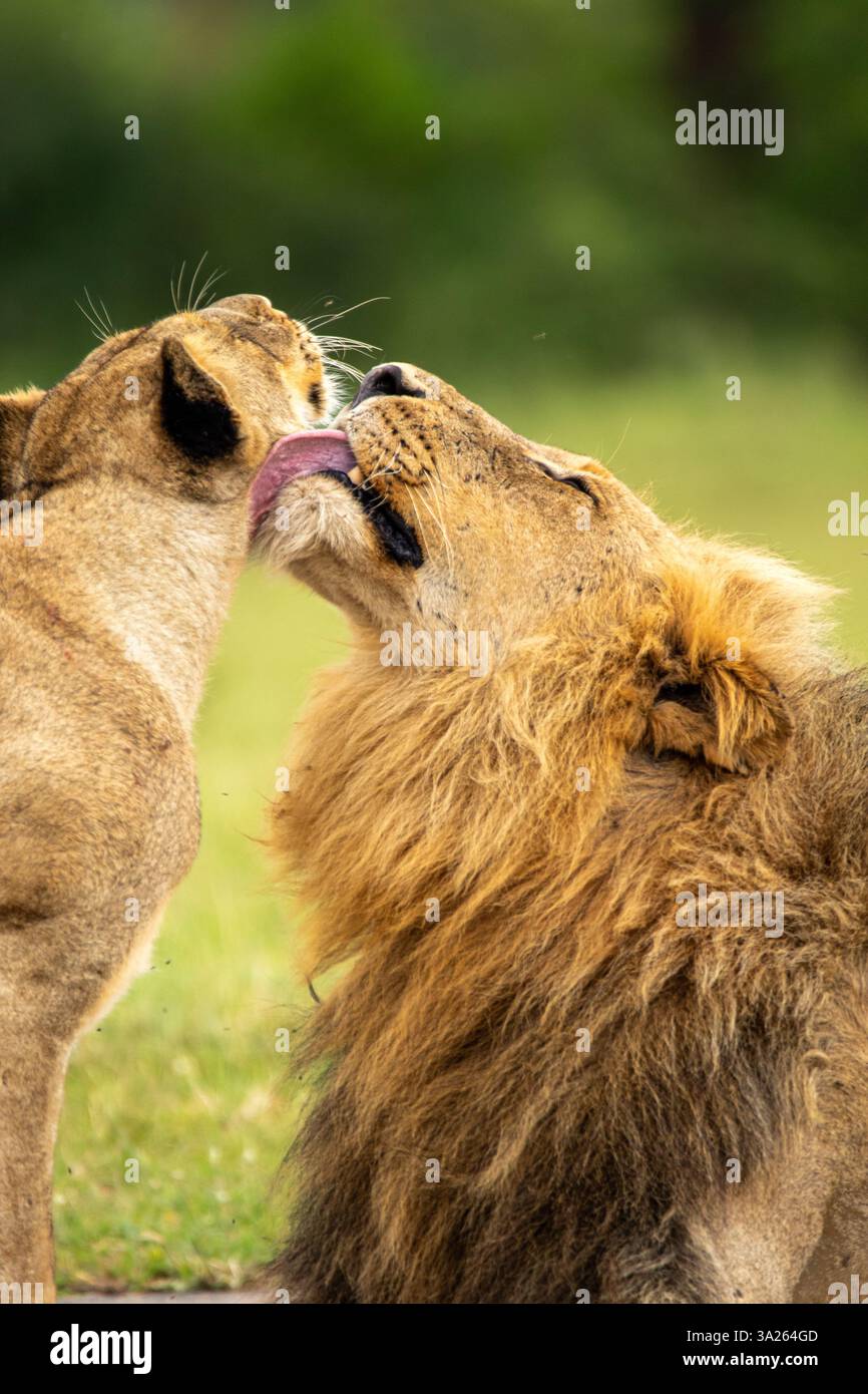A male lion and a lioness, Panthera leo, groom each other Stock Photo ...