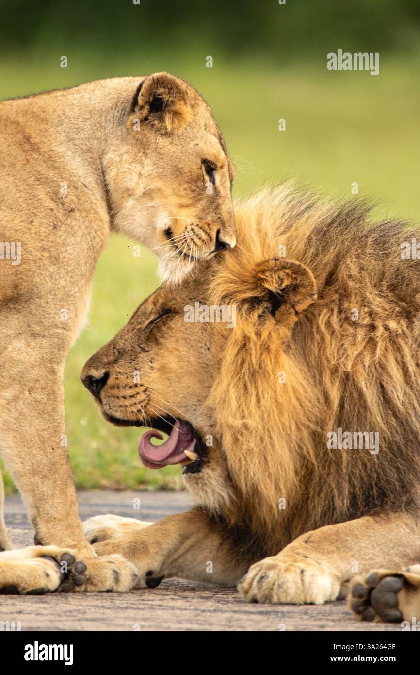 A male lion and a lioness, Panthera leo, groom each other Stock Photo ...