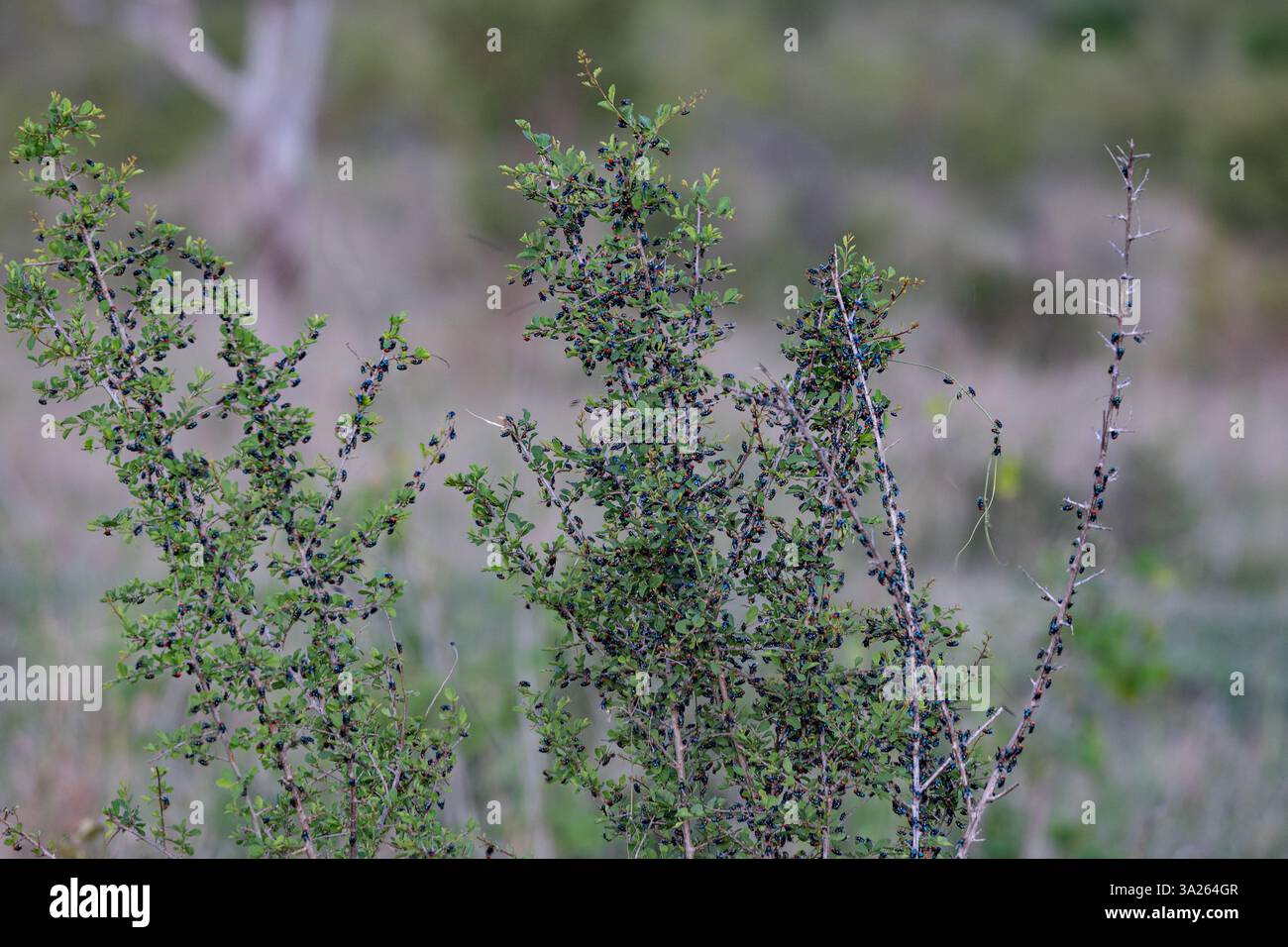 A swarm of flies, Diptera, on a tree Stock Photo - Alamy