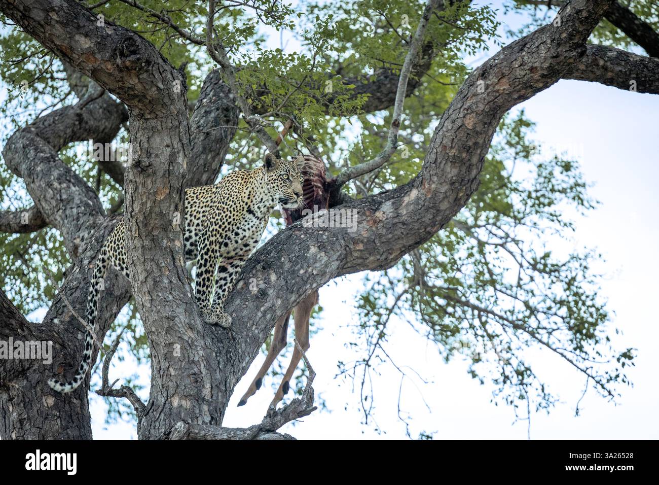 A leopard, Panthera pardus, standing in the fork of a tree, looking out ...