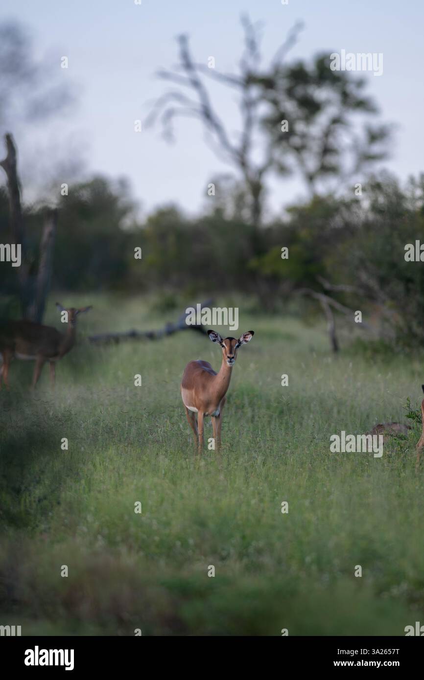 A portrait of a female impala, Aepyceros melampus, standing in grass ...