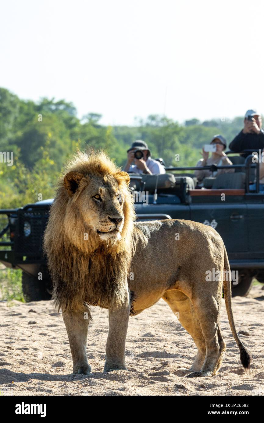 A portrait of a male lion, Panthera leo, with a safari vehicle behind ...