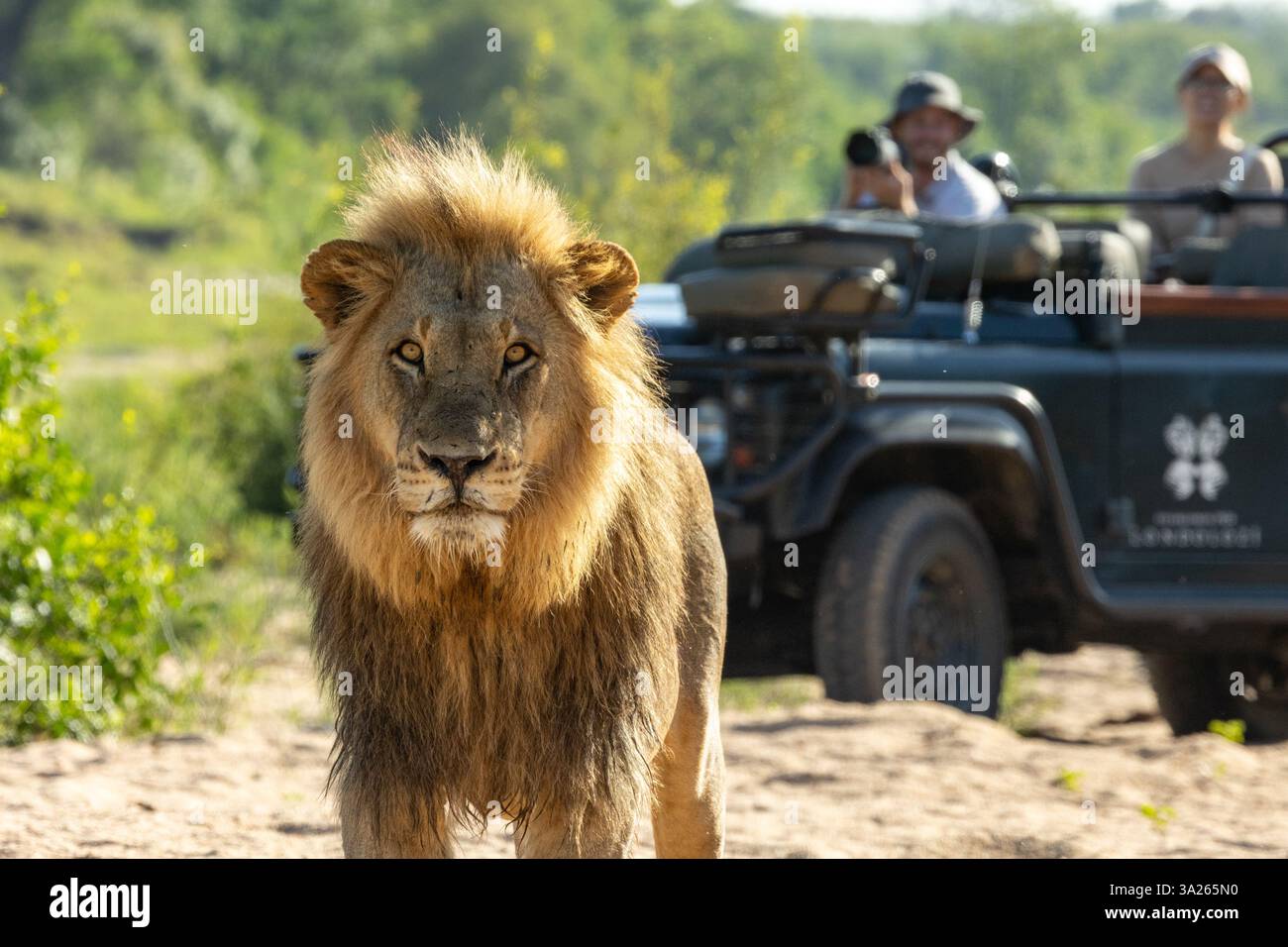 A portrait of a male lion, Panthera leo, with a safari vehicle behind ...
