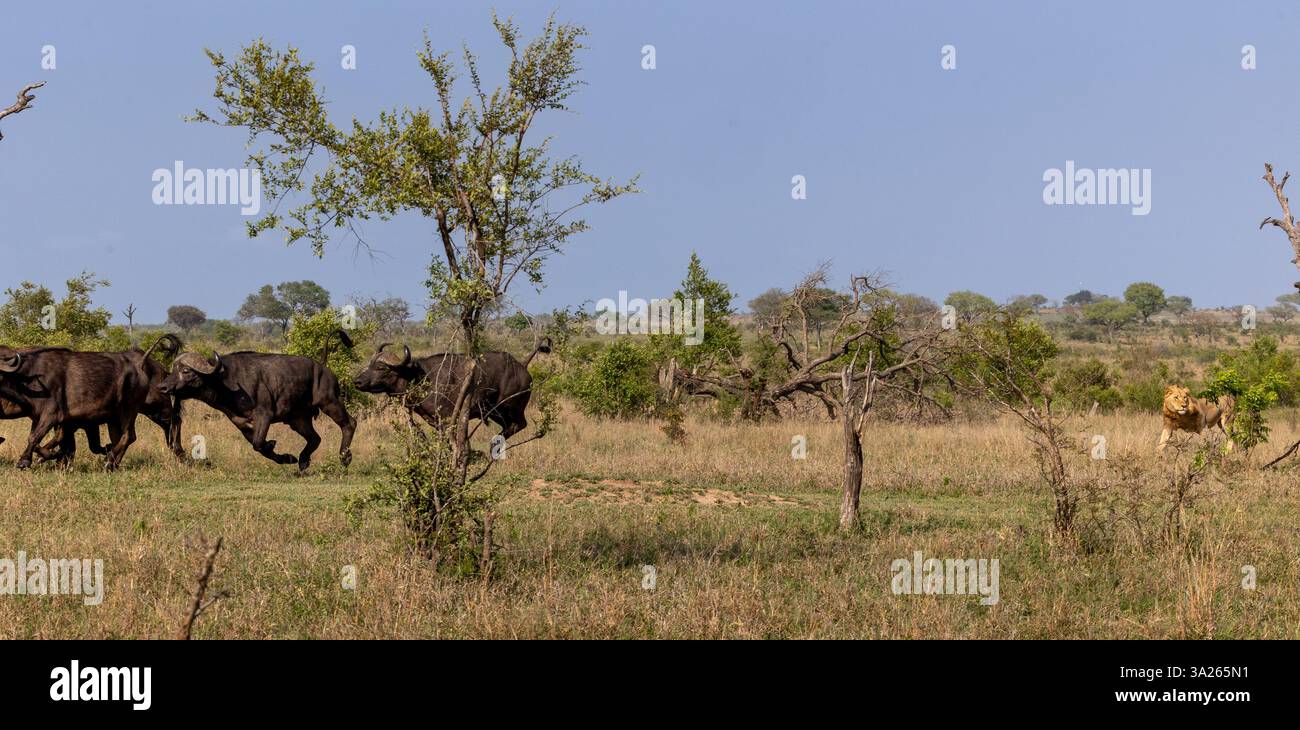 A sub-adult male lion, Panthera leo, chasing a herd of buffalo ...