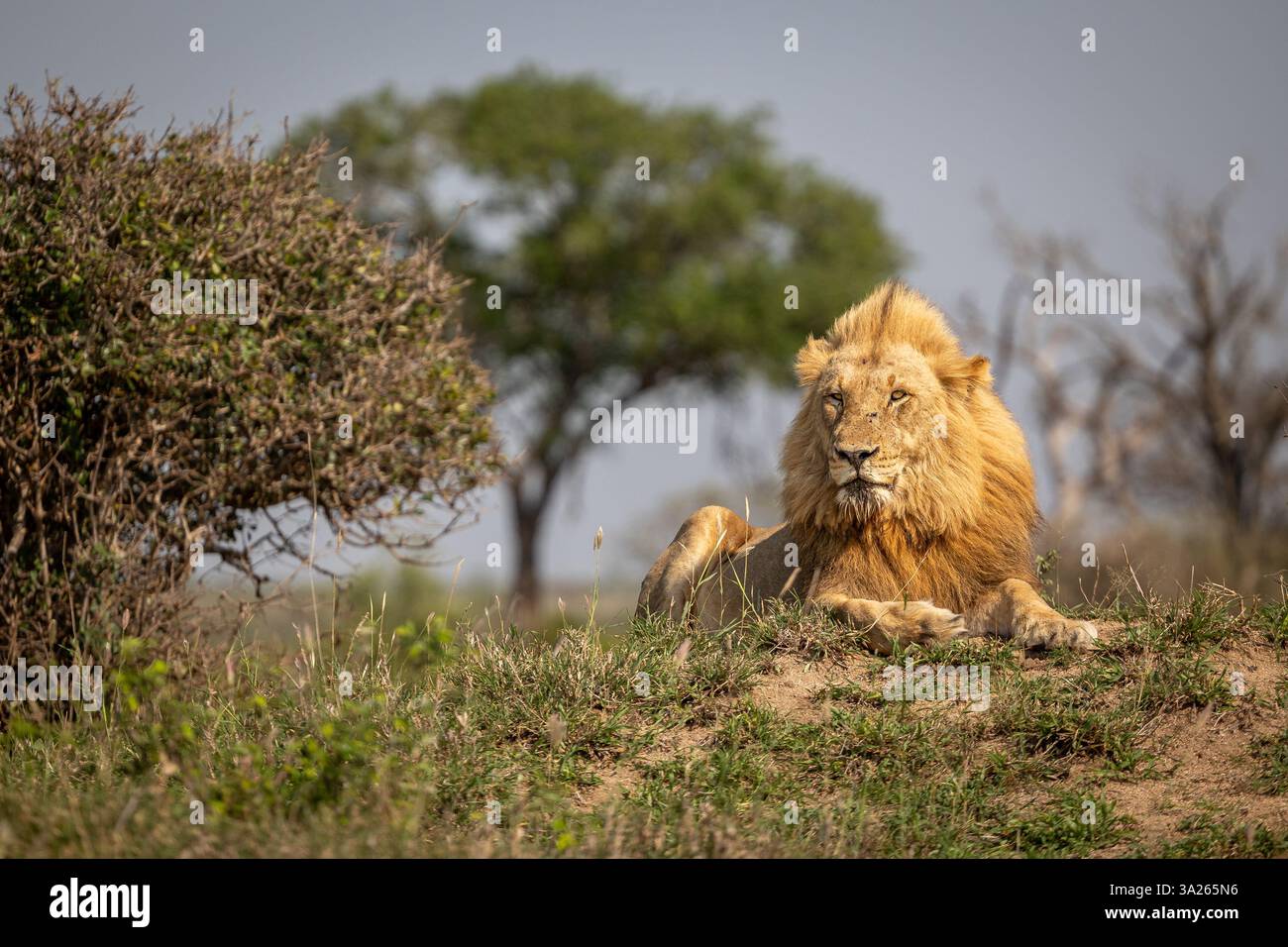 A sub-adult male lion, Panthera leo, lying on a mound Stock Photo - Alamy