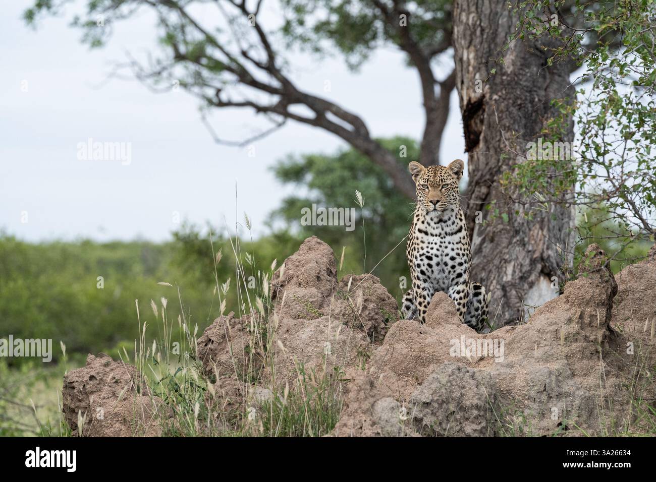 Female Leopard, Panthera pardus, female leopard perched on a termite ...