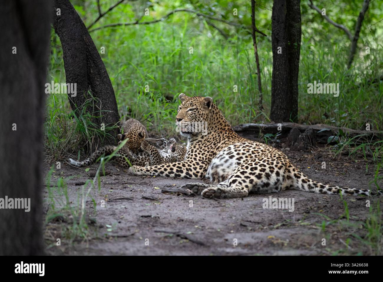 A mother leopard, Panthera pardus, lying down with her cubs Stock Photo ...