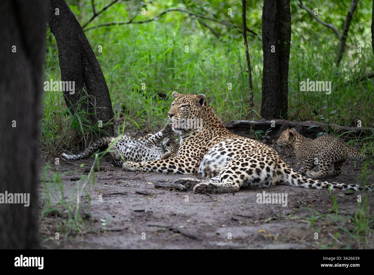 A mother leopard, Panthera pardus, lying down with her cubs Stock Photo ...