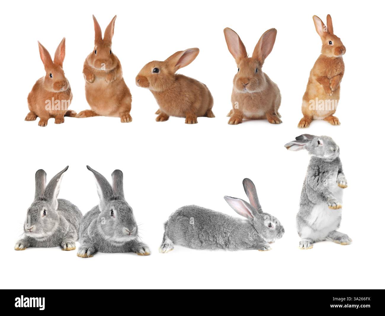 Group rabbits Cut Out Stock Images & Pictures - Alamy