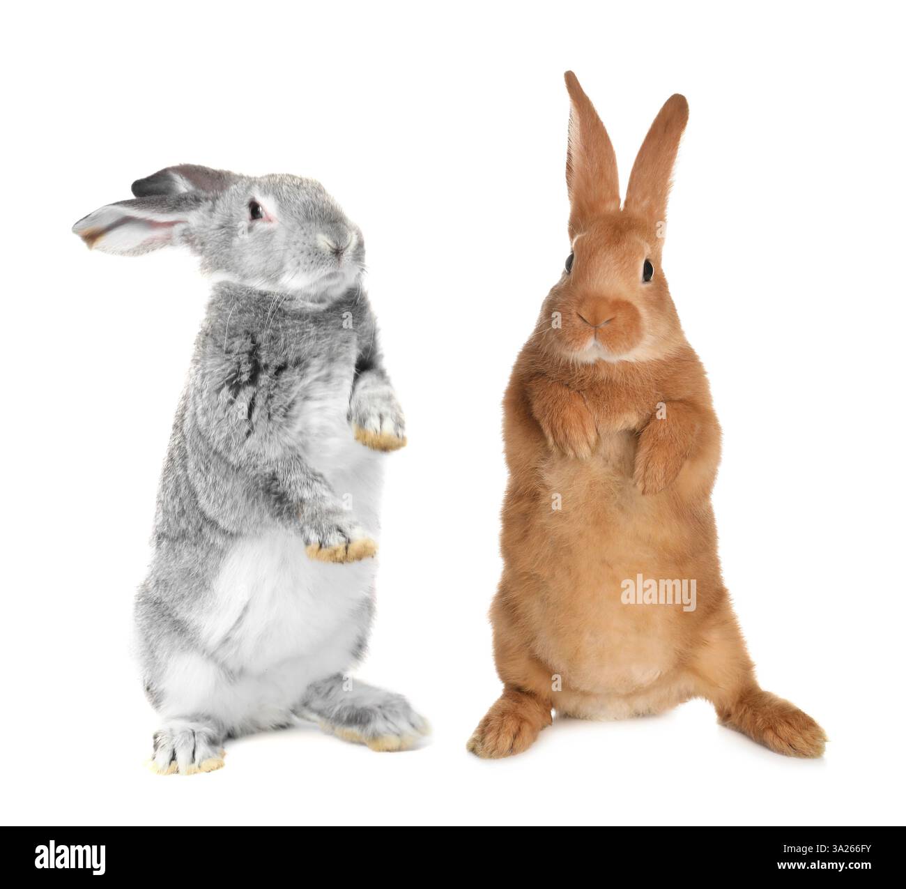 Cute fluffy grey and brown rabbits isolated on white Stock Photo - Alamy