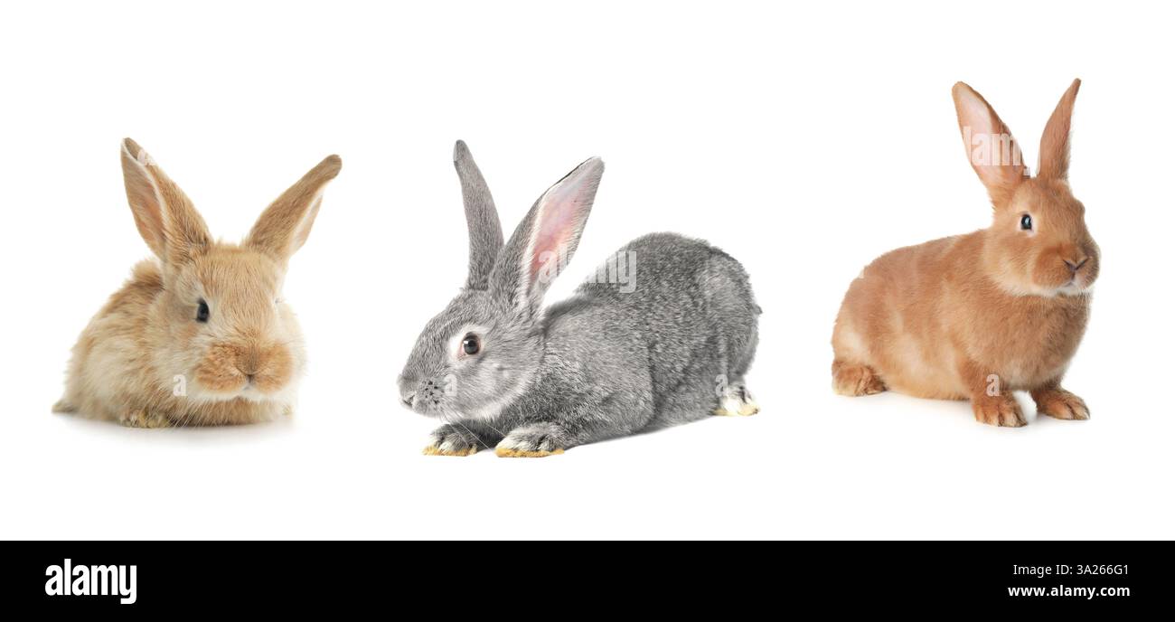 Cute fluffy rabbits isolated on white, set Stock Photo - Alamy
