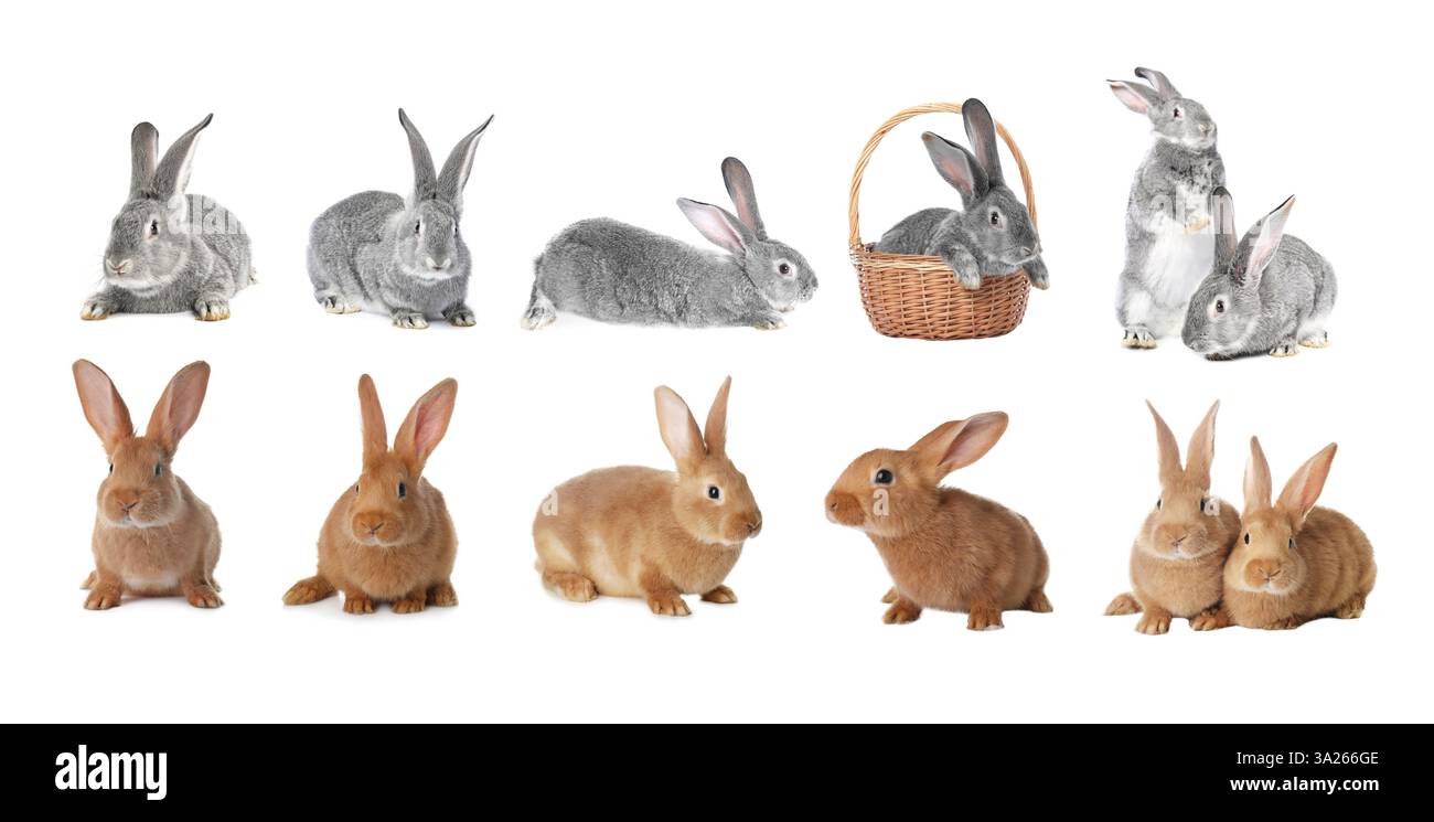 Cute fluffy rabbits isolated on white, set Stock Photo - Alamy