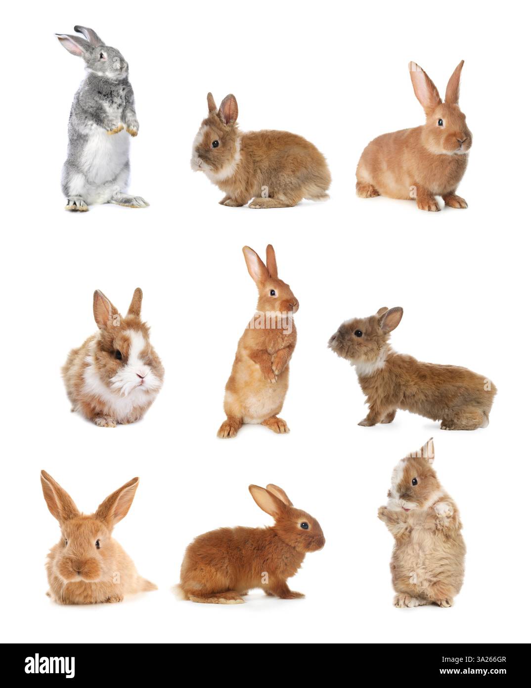 Group rabbits Cut Out Stock Images & Pictures - Alamy
