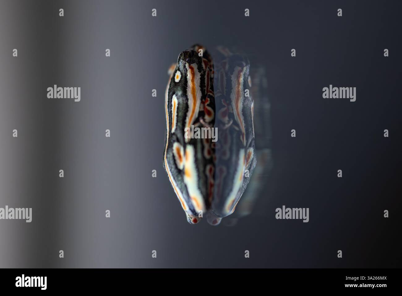 A painted reed frog, Hyperolius marmoratus, sitting on glass Stock ...