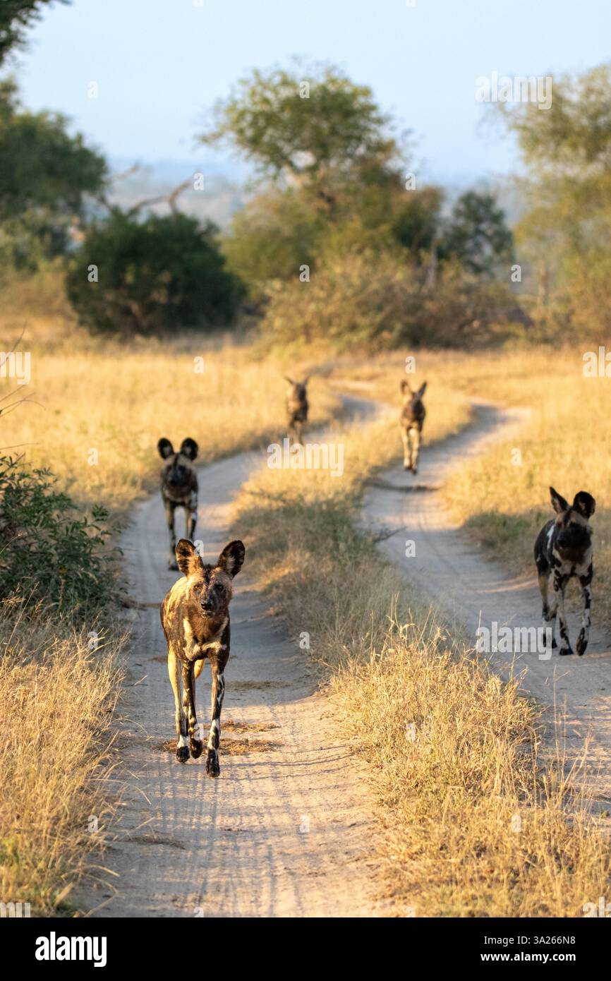 African wild dogs, Lycaon pictus, on dirt track Stock Photo - Alamy