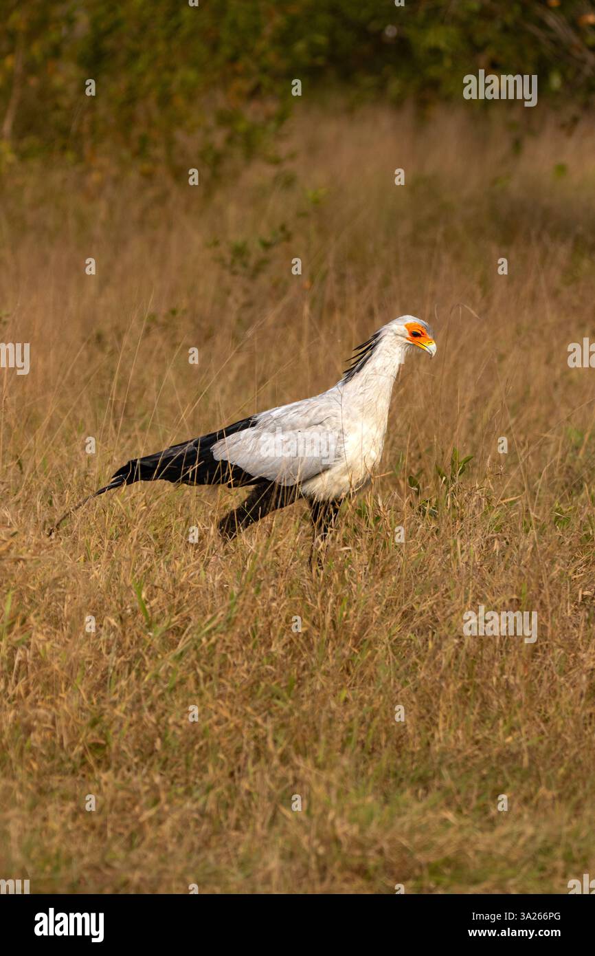 Secretary Bird, Sagittarius serpentarius, walking through grass Stock ...
