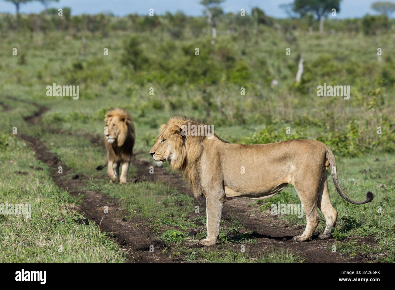 Two male lions, Panthera leo, standing together Stock Photo - Alamy