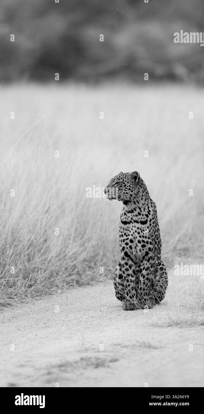 Leopard, Panthera pardus, female in a natural setting, in black and ...