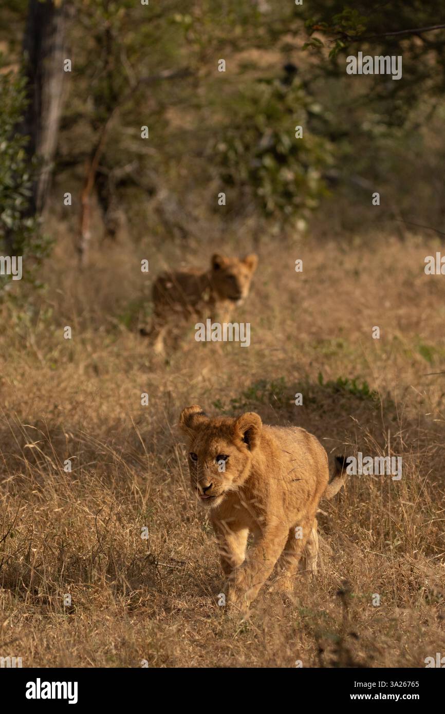 Lion cubs together in the wild, Panthera leo Stock Photo - Alamy