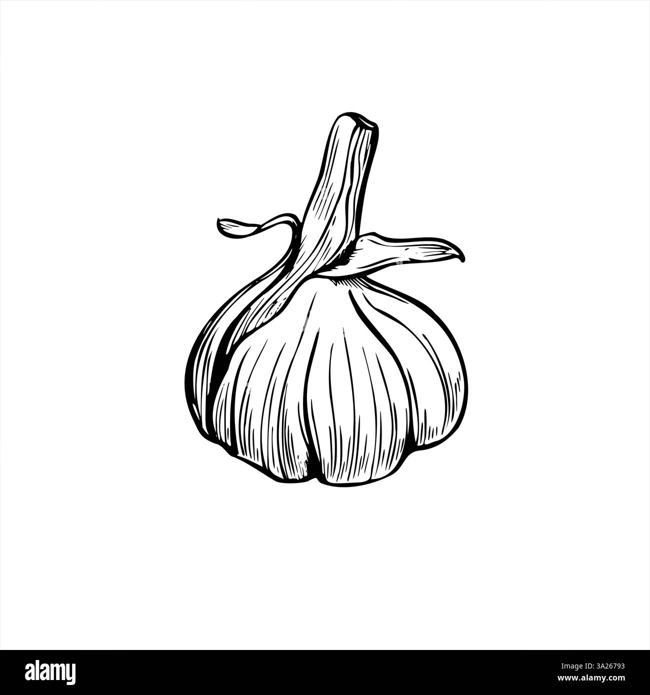 Monochrome dried garlic head vector isolated illustration painted by ...