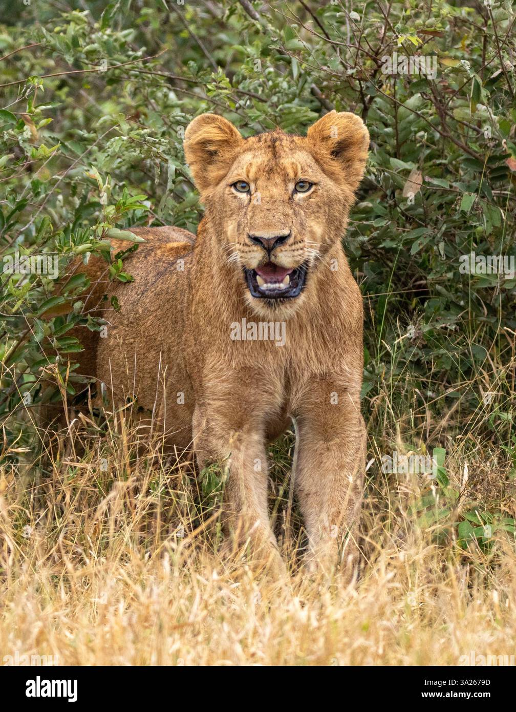 Lion cub, Panthera leo, hidden in a bush Stock Photo - Alamy