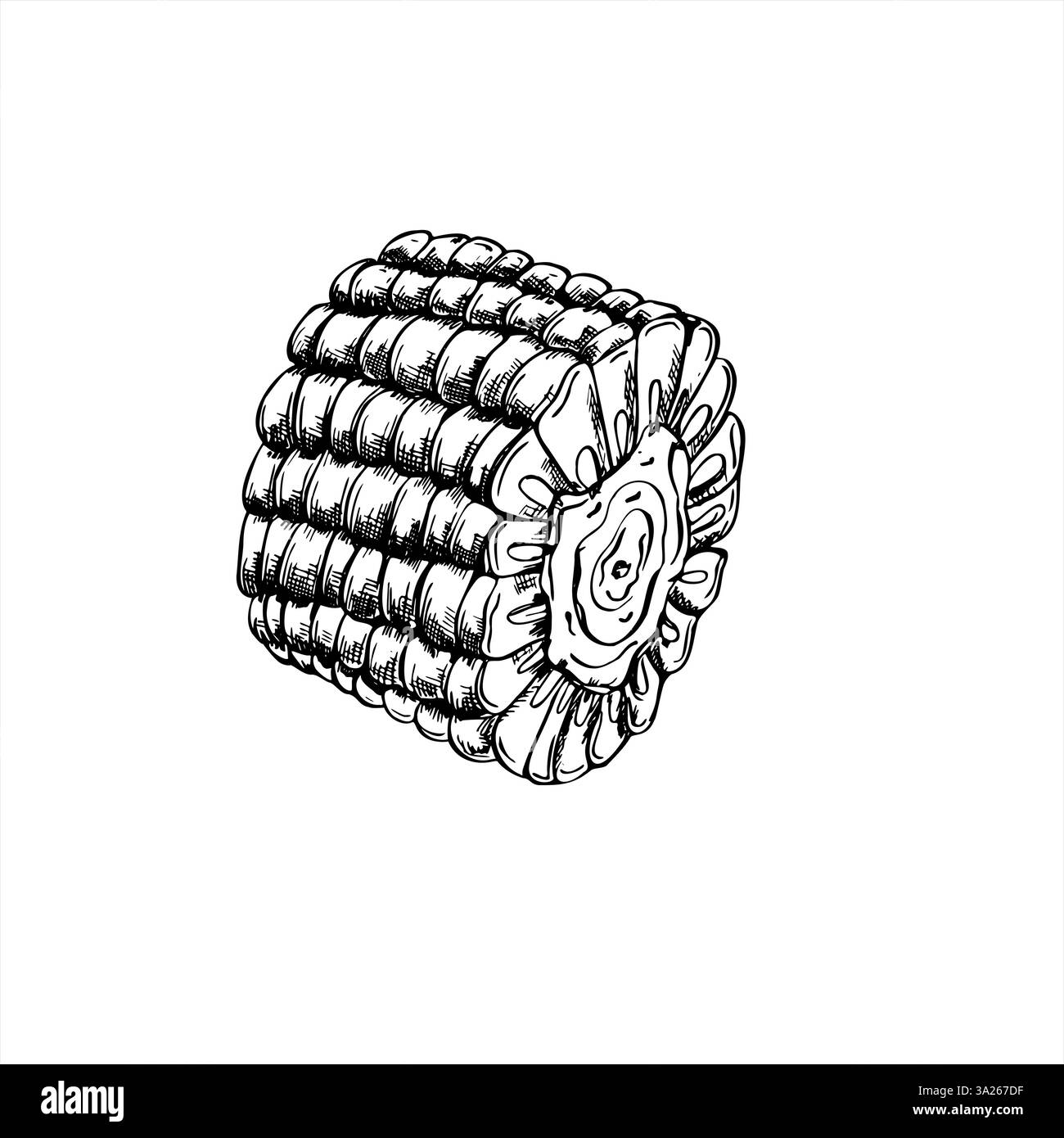 Corn piece of cob vector graphic sketch illustration painted by black ...