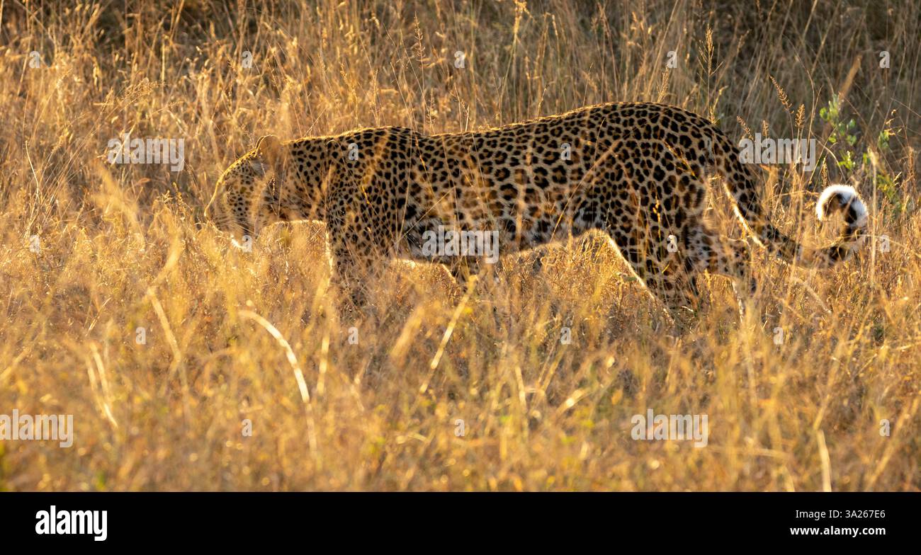 Leopard, Panthera pardus, female walking through grass, golden light ...