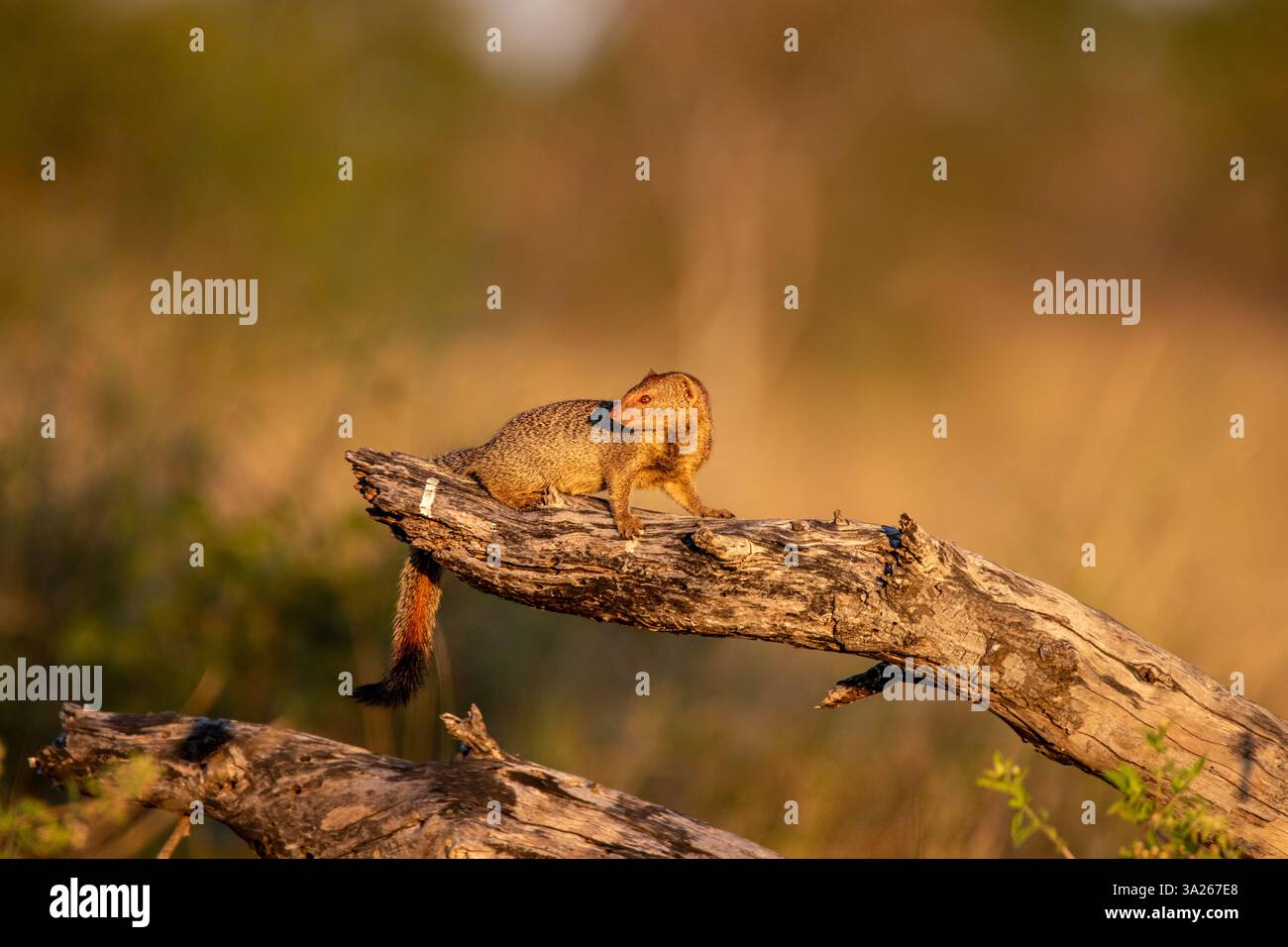 Slender Mongoose, Galerella sanguinea, in a natural setting Stock Photo ...