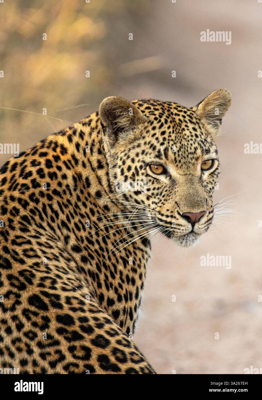 Female leopard, Panthera pardus, portrait, looking back Stock Photo - Alamy