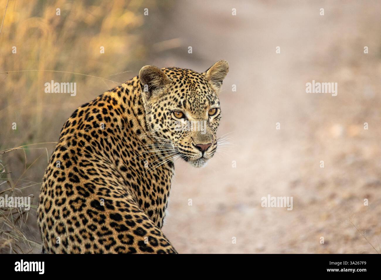 Female leopard, Panthera pardus, portrait, looking back Stock Photo - Alamy