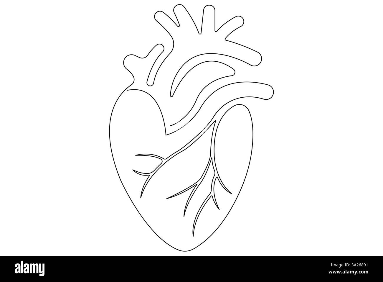 Continuous one line of human heart drawing Anatomical heart outline ...