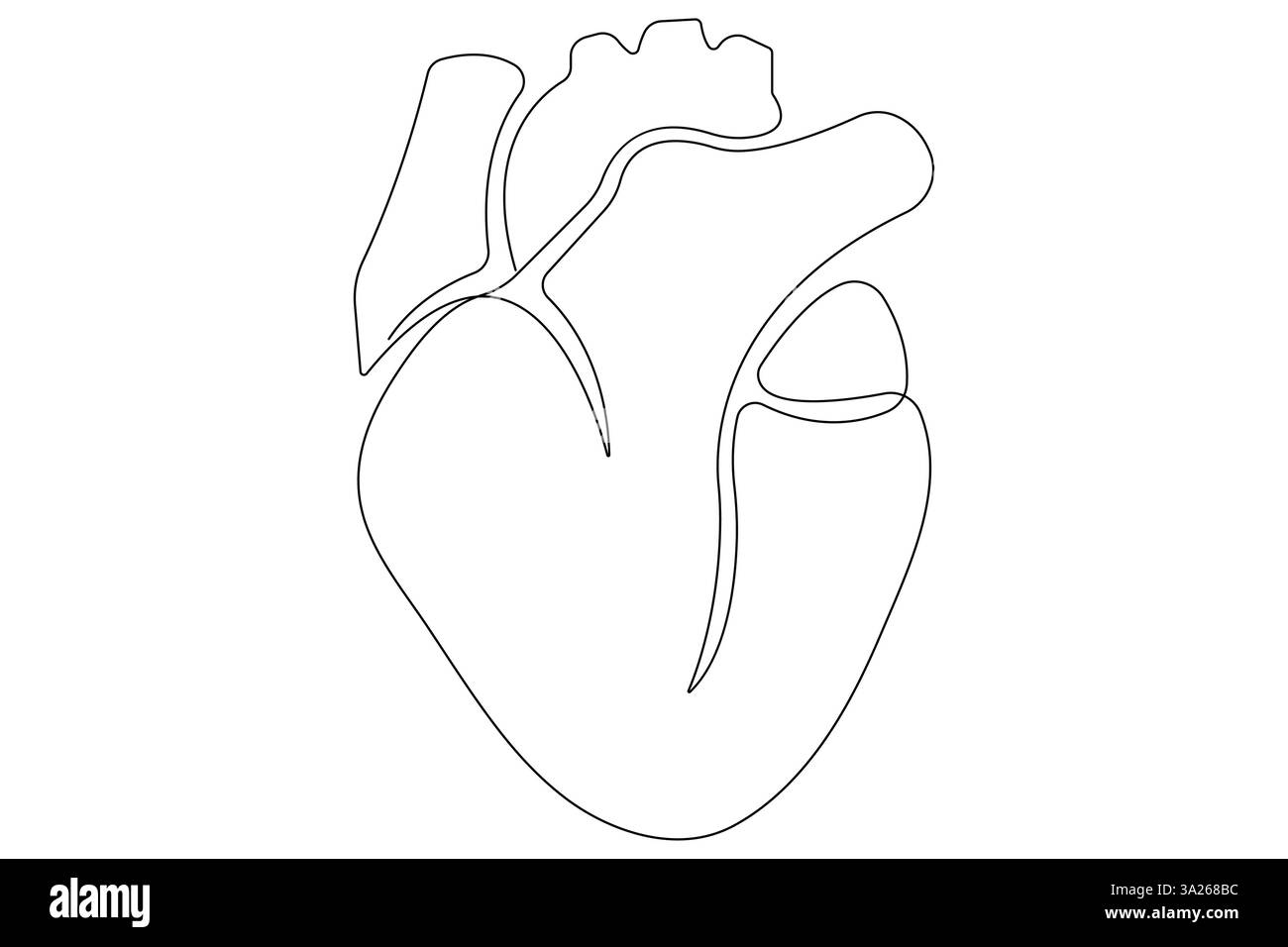 Continuous one line of human heart drawing Anatomical heart outline ...