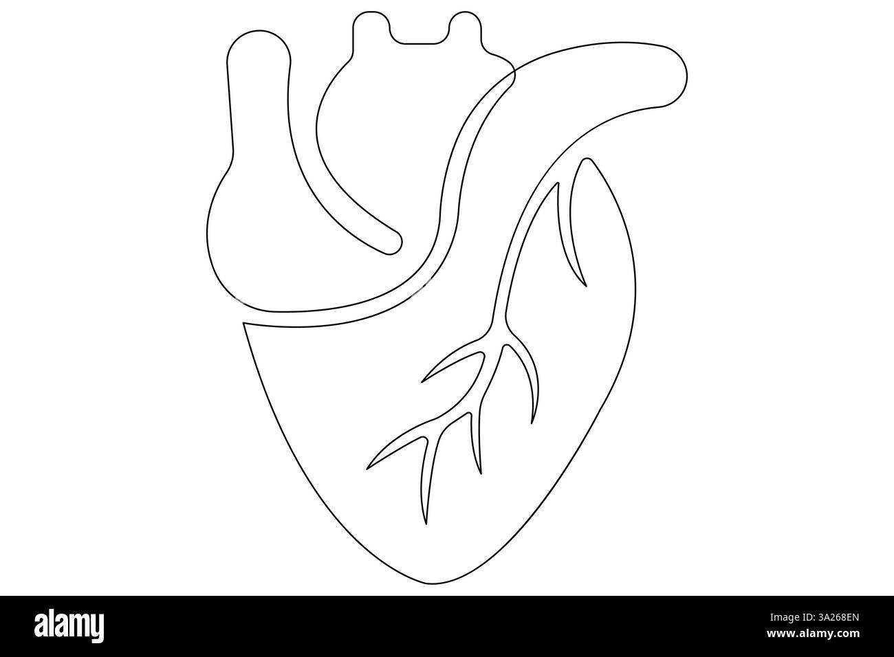 Continuous one line of human heart drawing Anatomical heart outline ...
